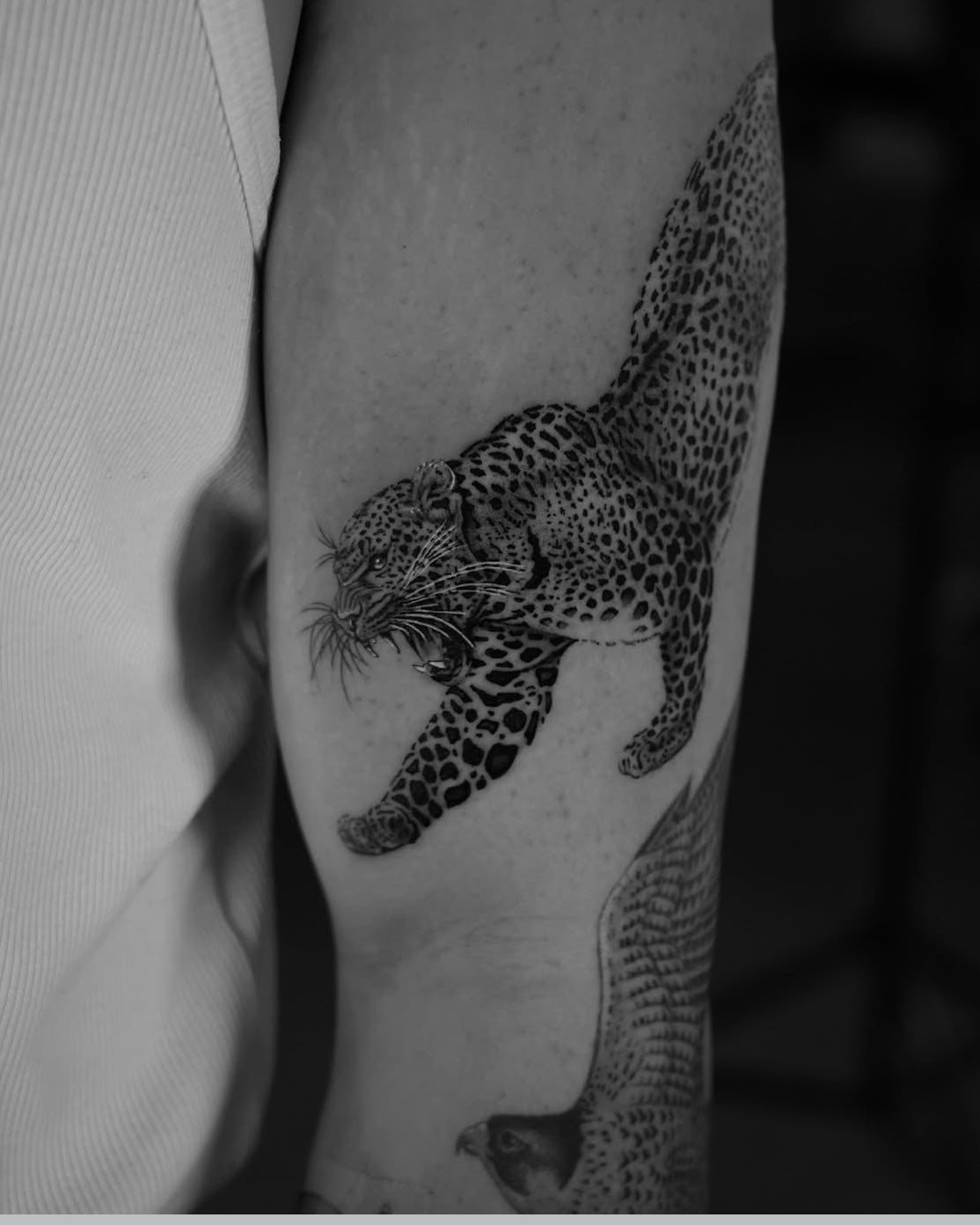 DELPHIN MUSQUET – SANS PATRIE/ STUDIO